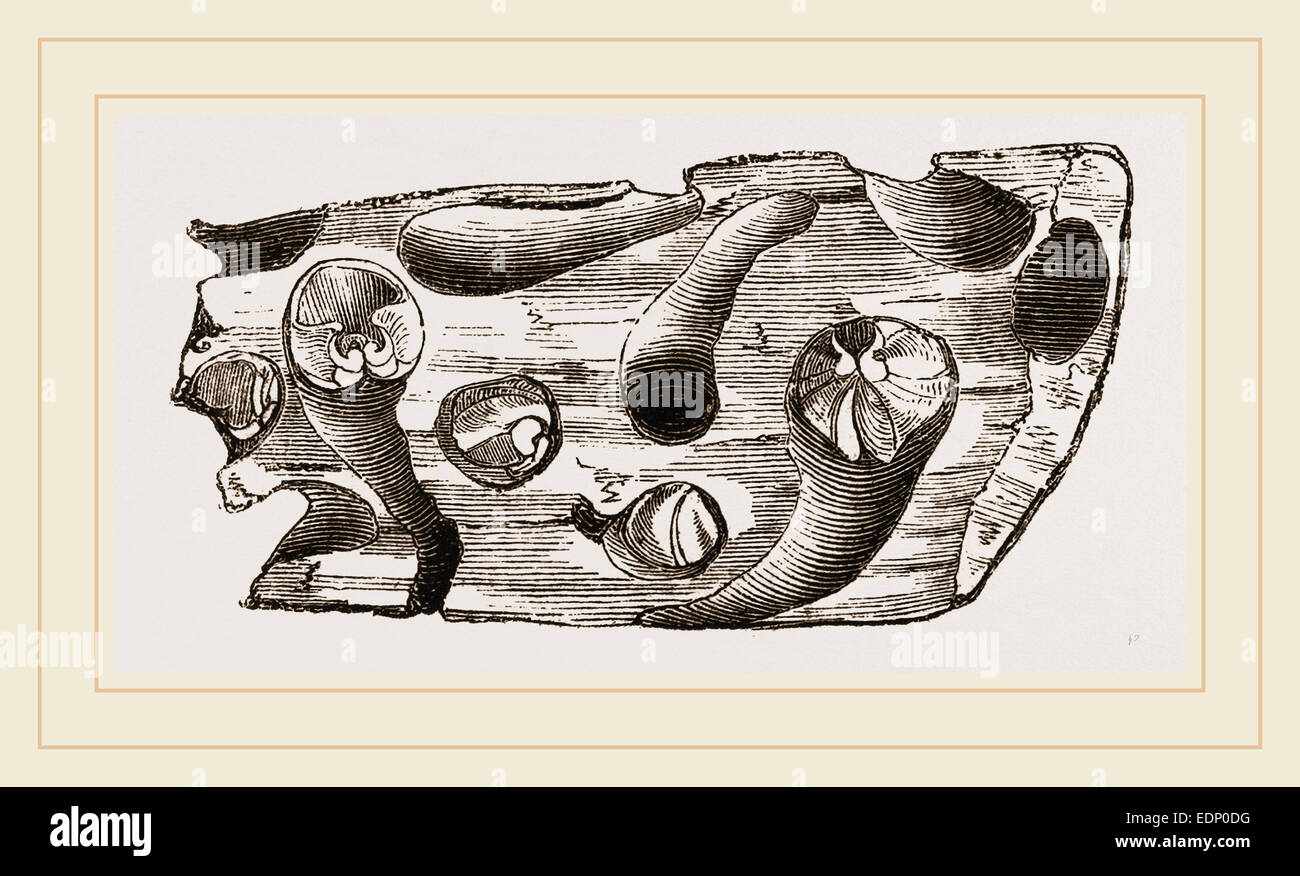 Pholas dorsalis in wood Stock Photo - Alamy