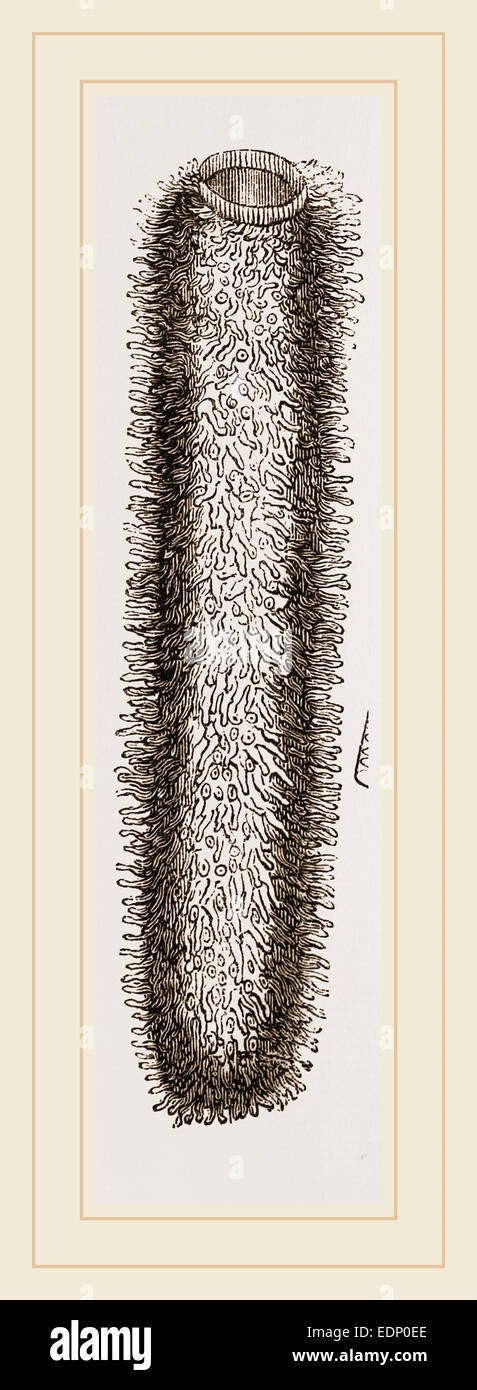 Pyrosoma giganteum hi-res stock photography and images - Alamy