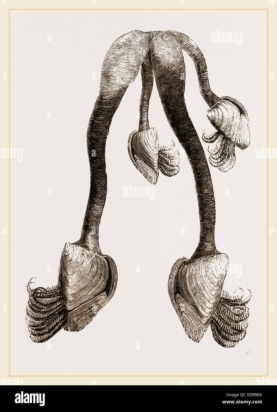 Common bernicle hi-res stock photography and images - Alamy