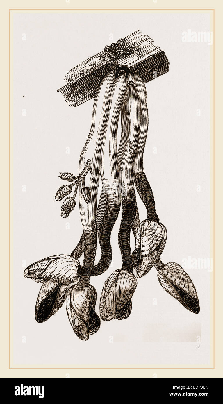 Bernicle hi-res stock photography and images - Alamy