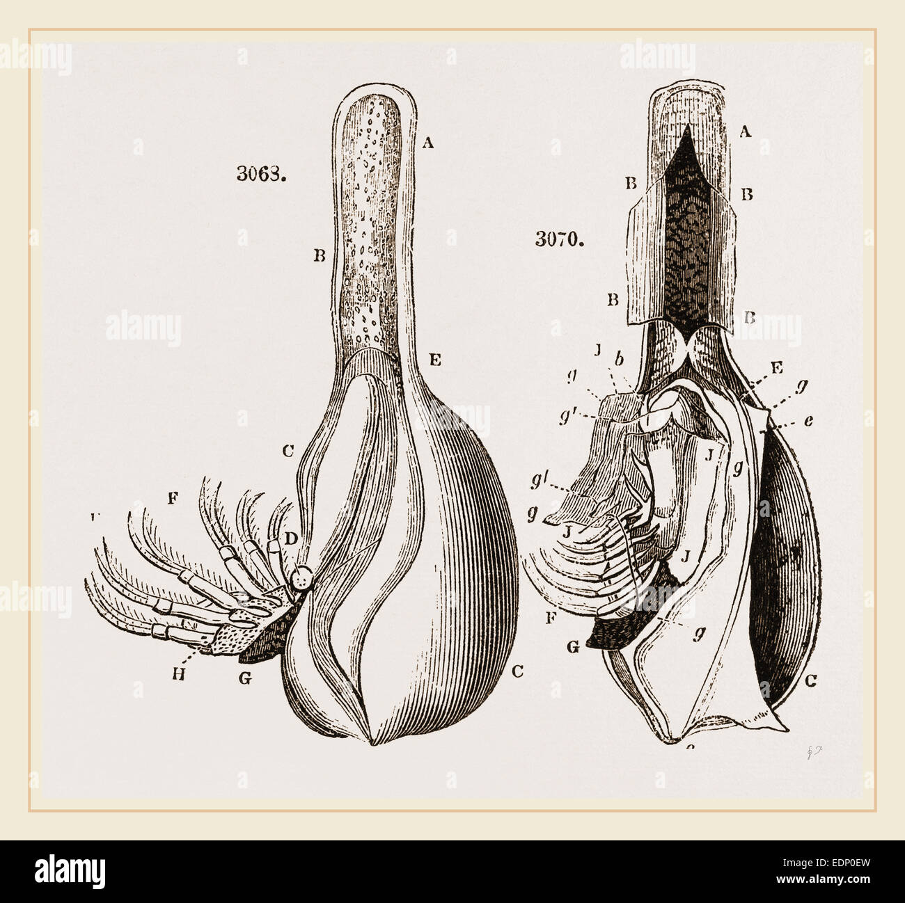 Anatomy of Bernicle Stock Photo - Alamy