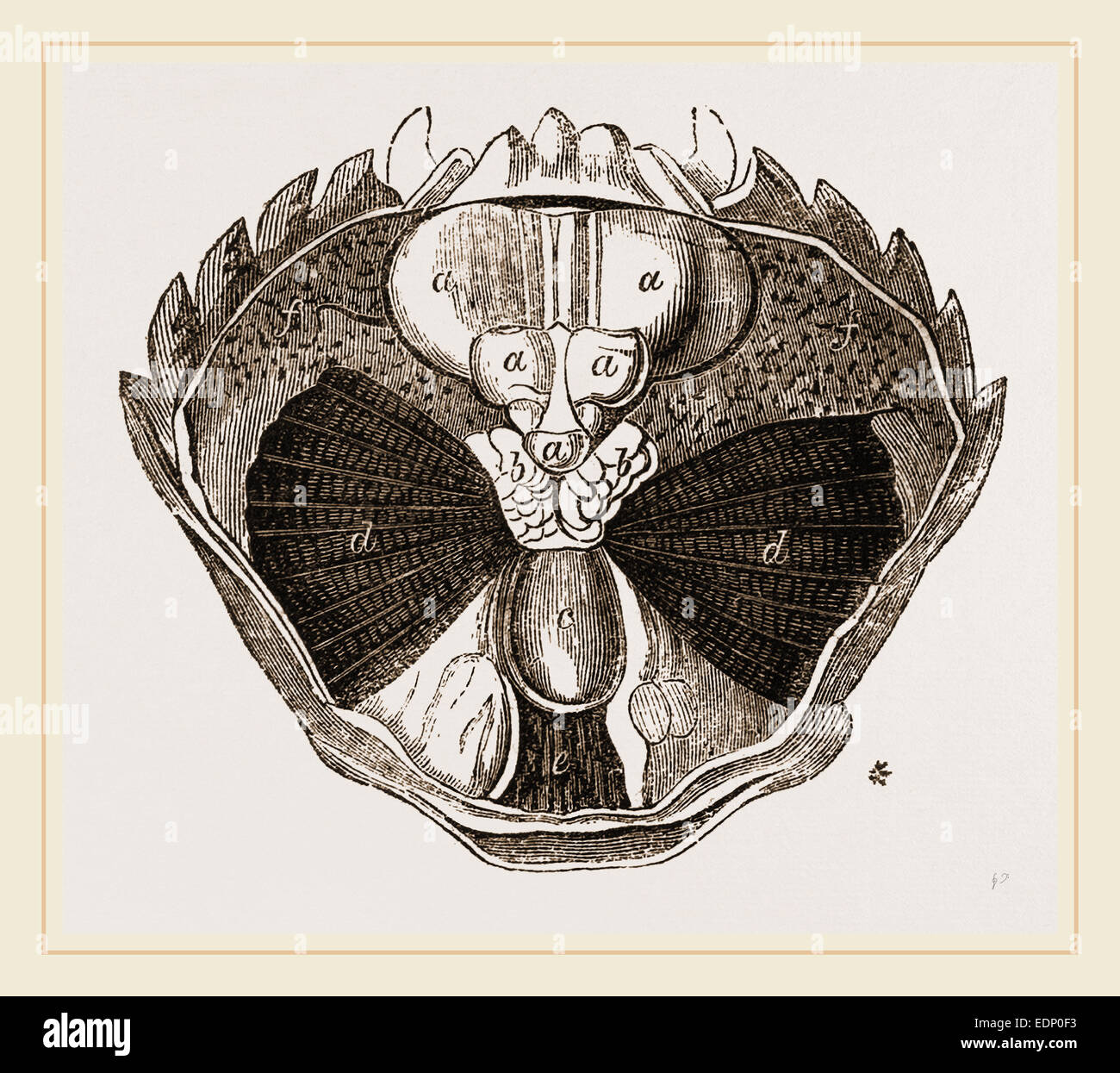 Carcinus maenas open hi-res stock photography and images - Alamy