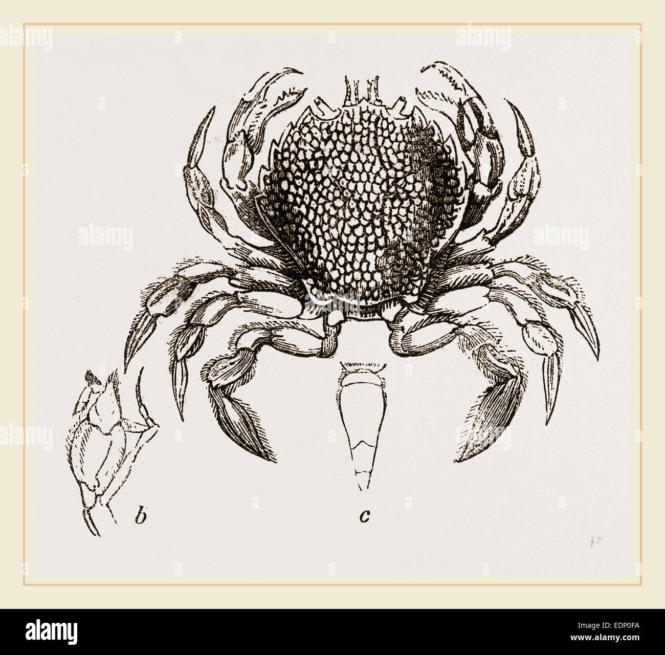 Portumnus variegatus hi-res stock photography and images - Alamy