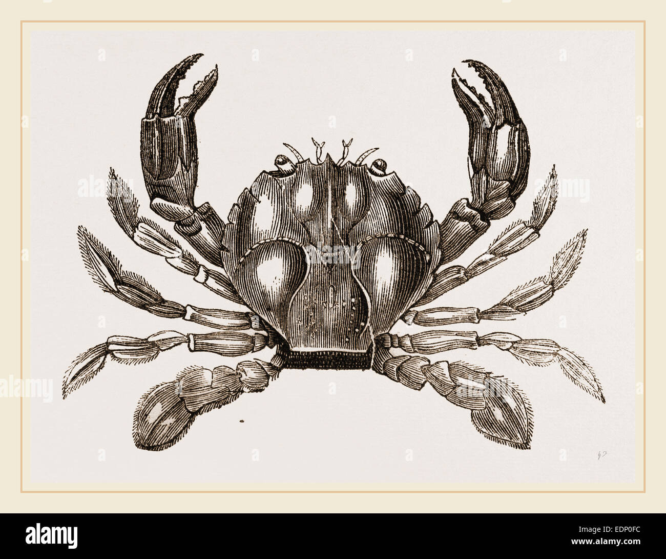 Polybius hi-res stock photography and images - Alamy