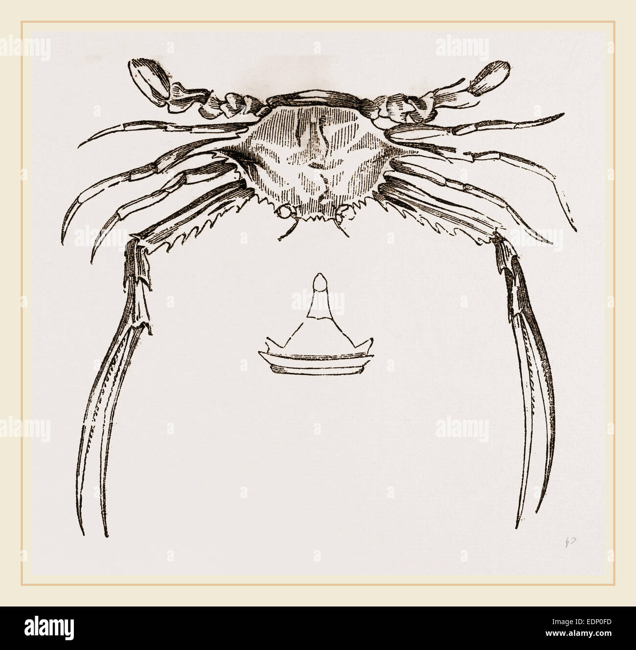 Lupea hi-res stock photography and images - Alamy