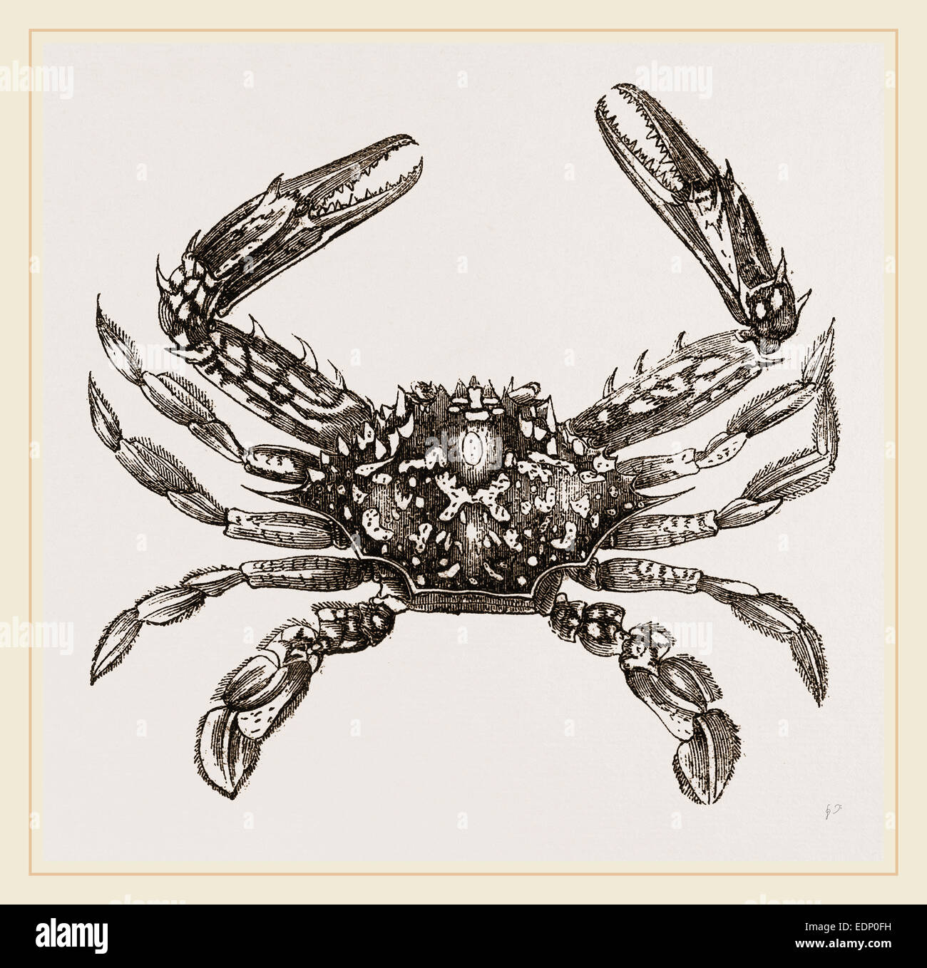 Lupea pelagica hi-res stock photography and images - Alamy