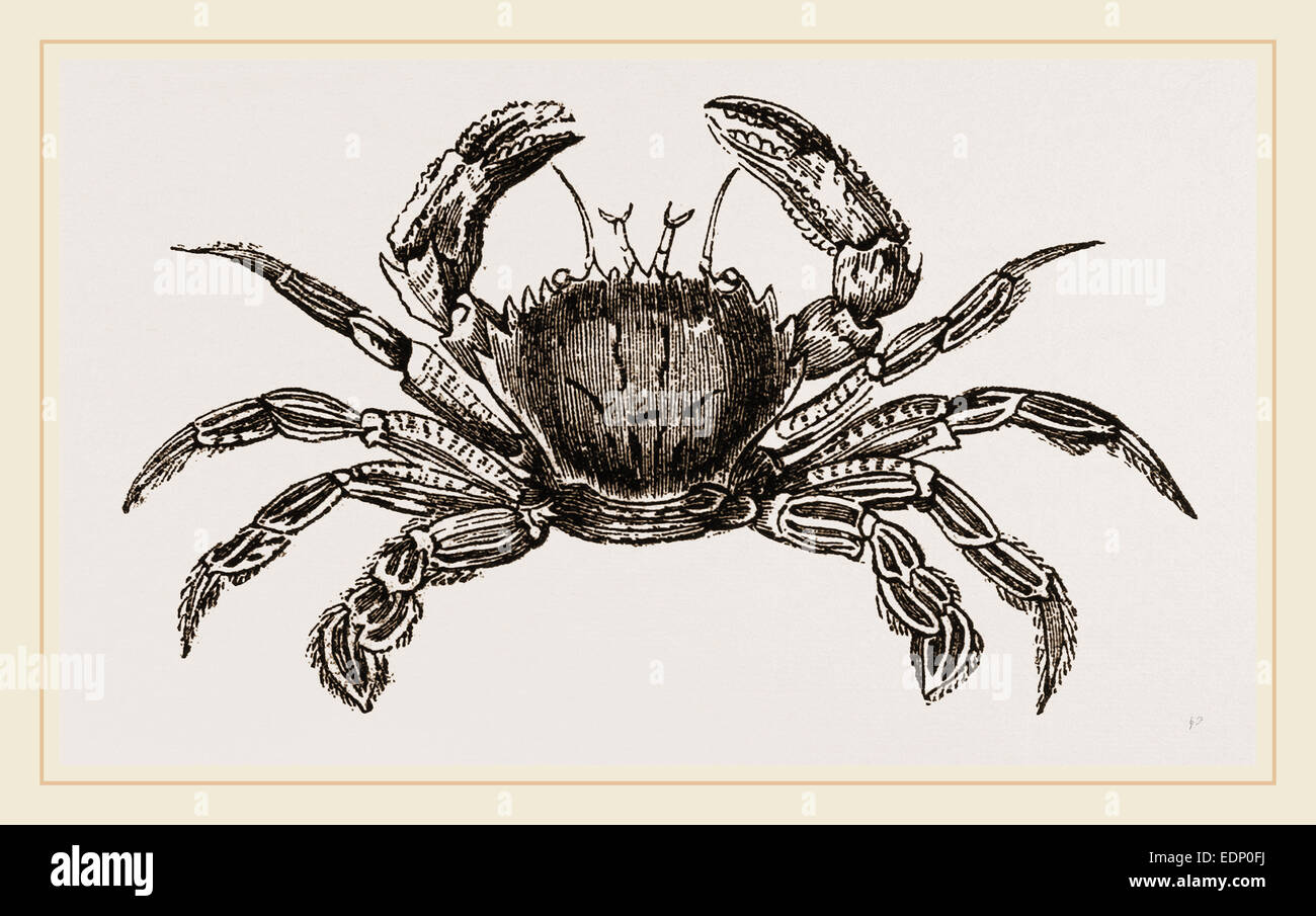 Portunus Puber High Resolution Stock Photography and Images - Alamy