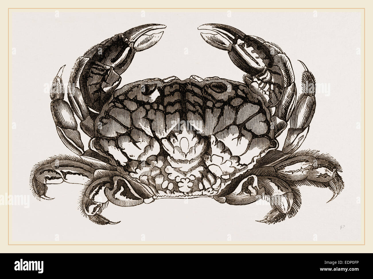 Zozymus aeneus hi-res stock photography and images - Alamy