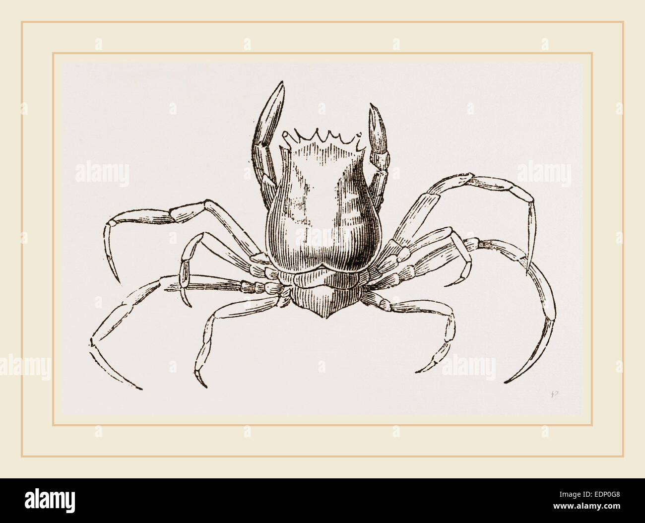 Ethusa mascarone hi-res stock photography and images - Alamy