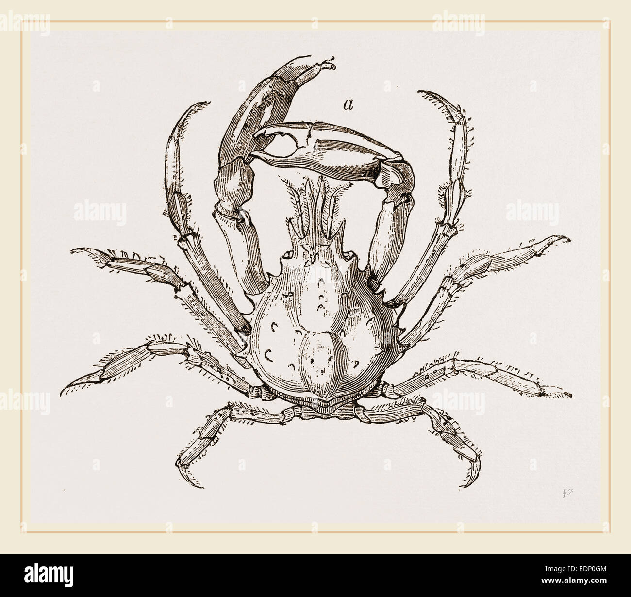 Pisa tetraodon hi-res stock photography and images - Alamy