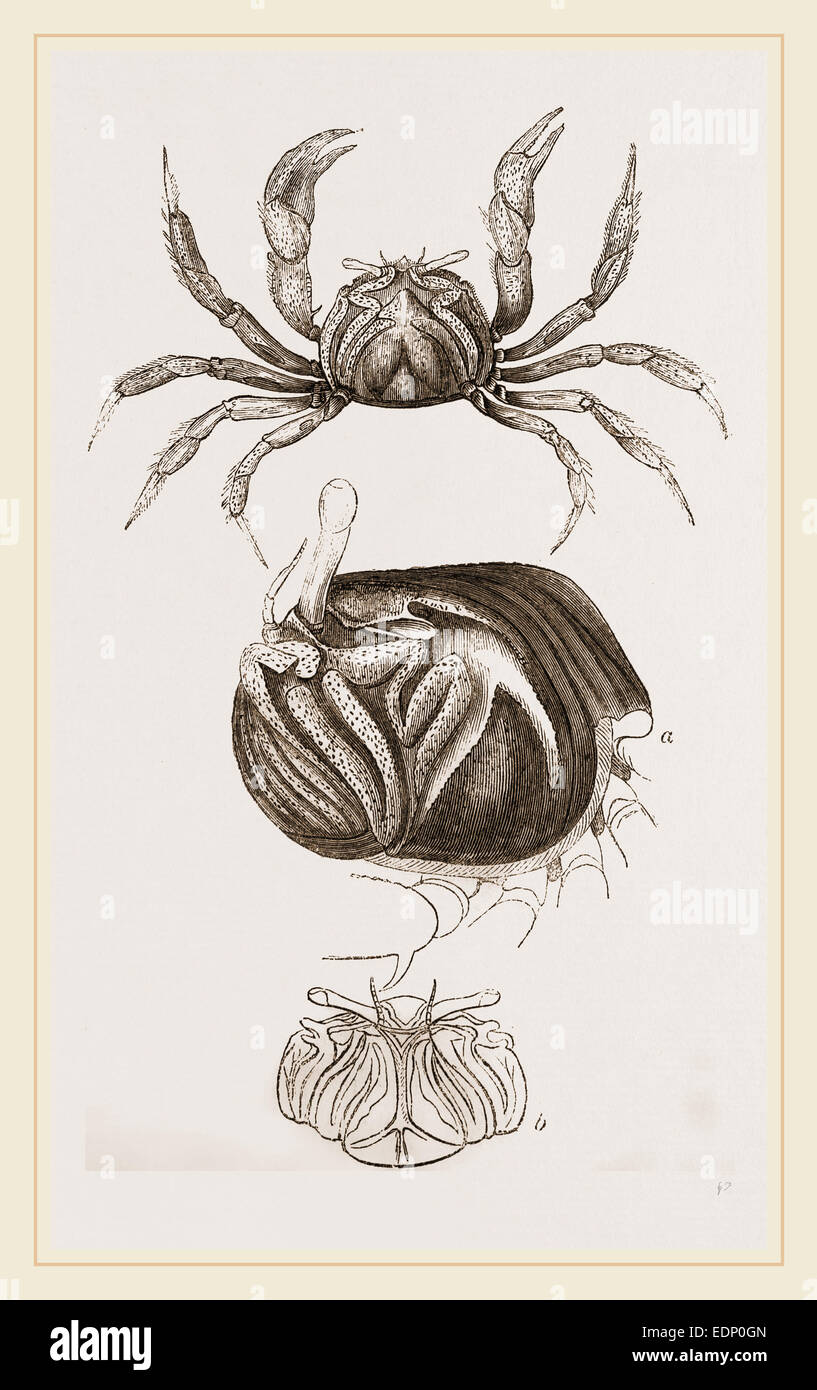 Sulcatus hi-res stock photography and images - Alamy