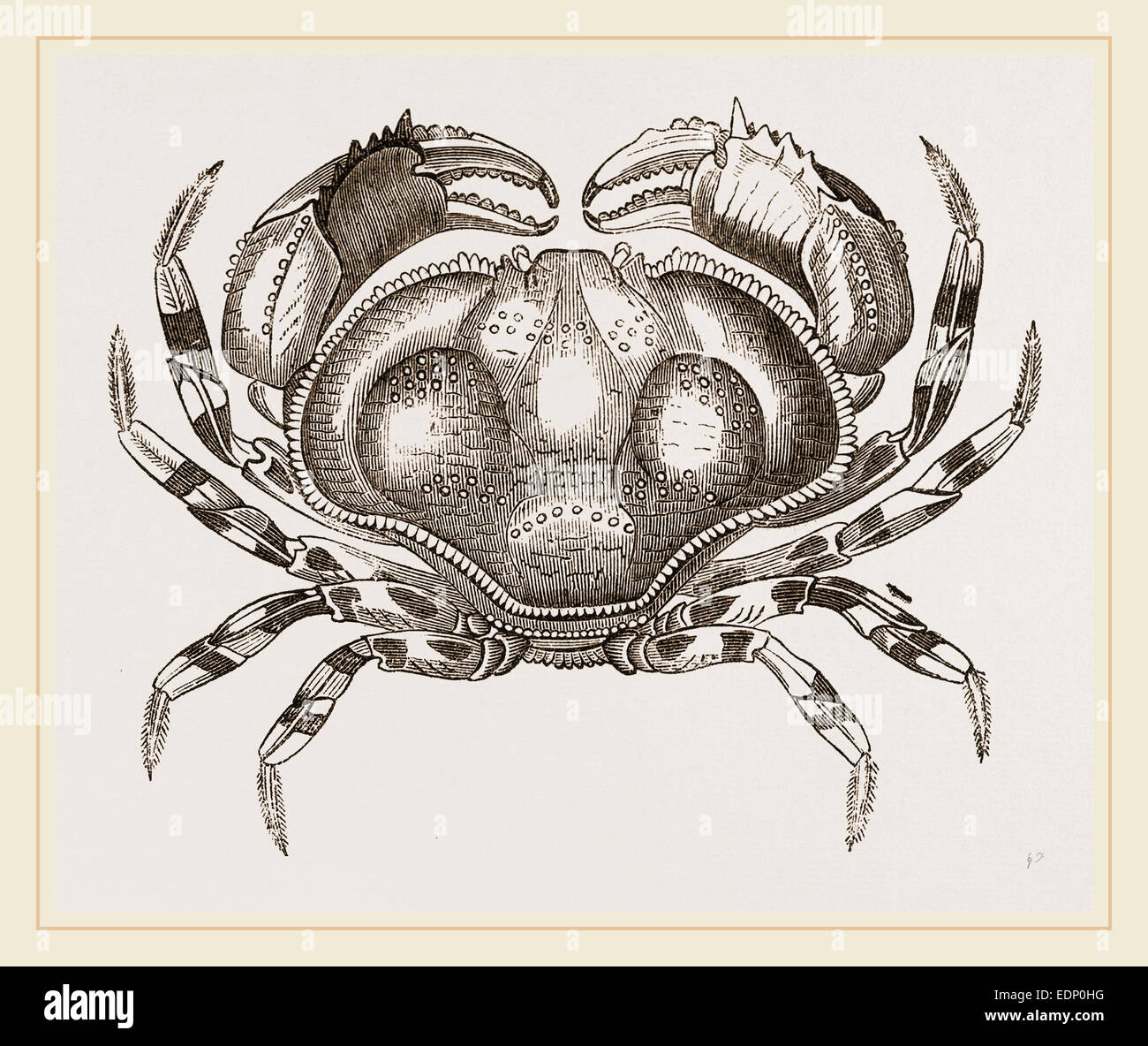 Hepatus fasciatus hi-res stock photography and images - Alamy