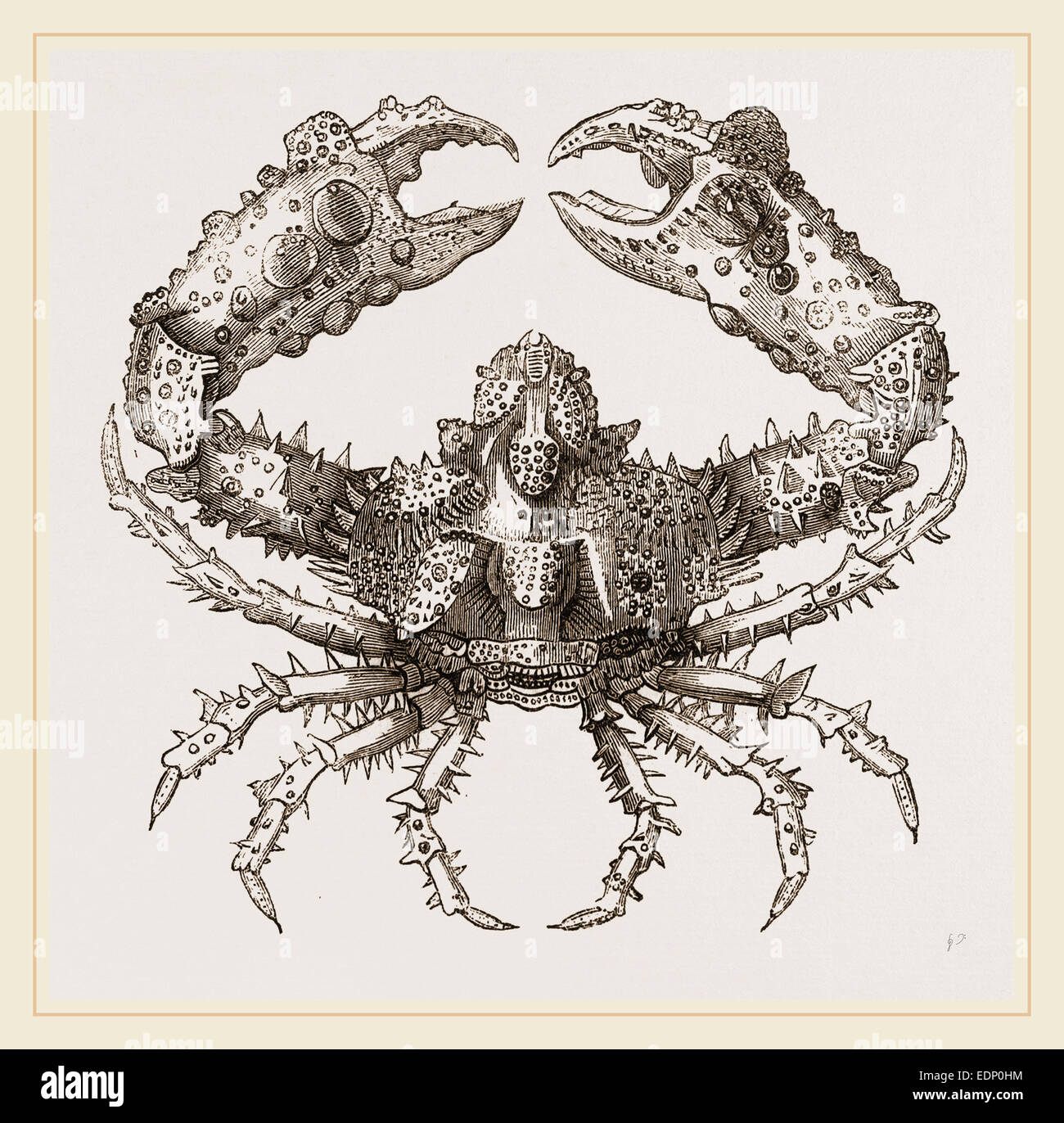 Parthenope hi-res stock photography and images - Alamy