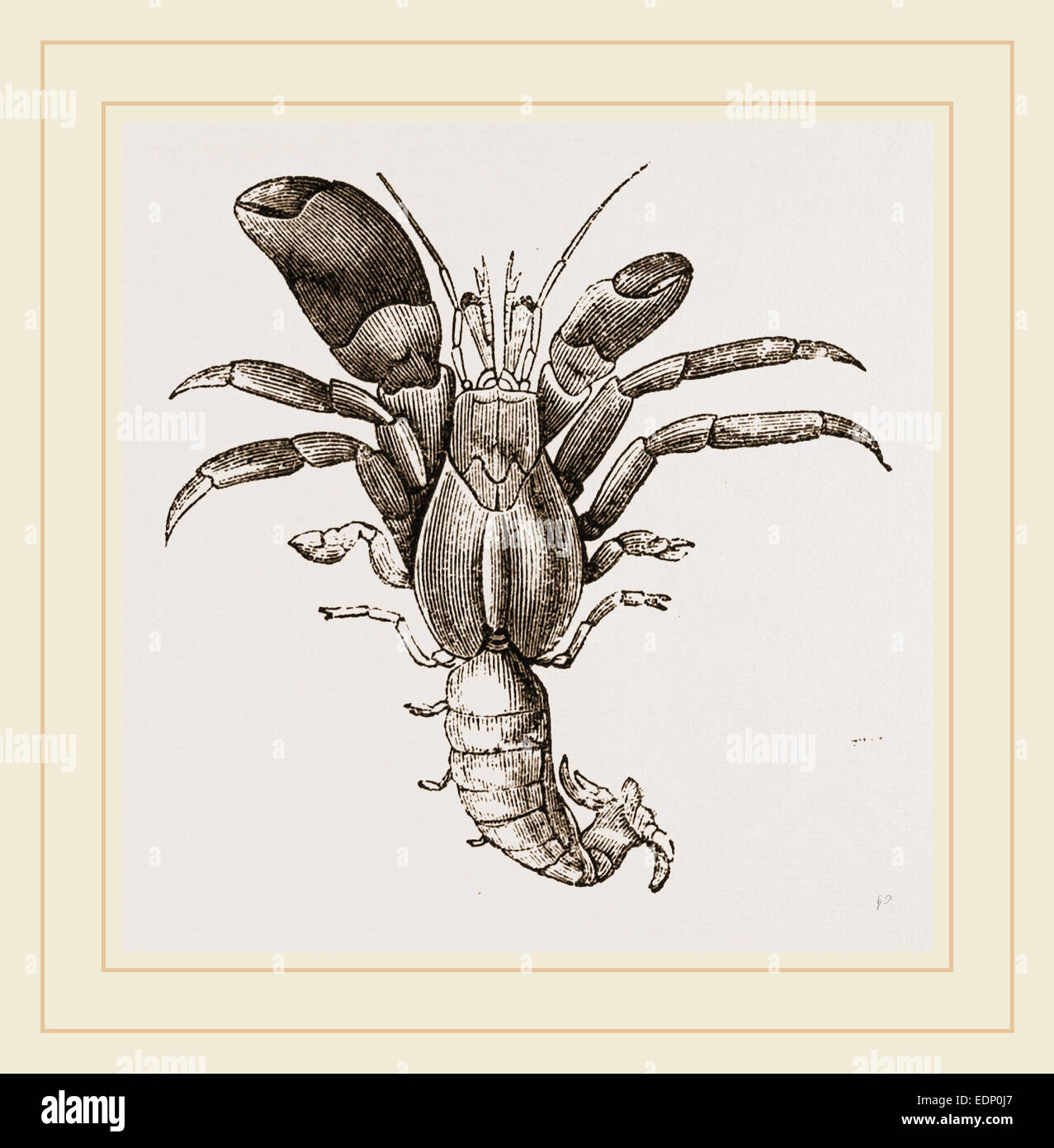 Pagurus chilensis hi-res stock photography and images - Alamy