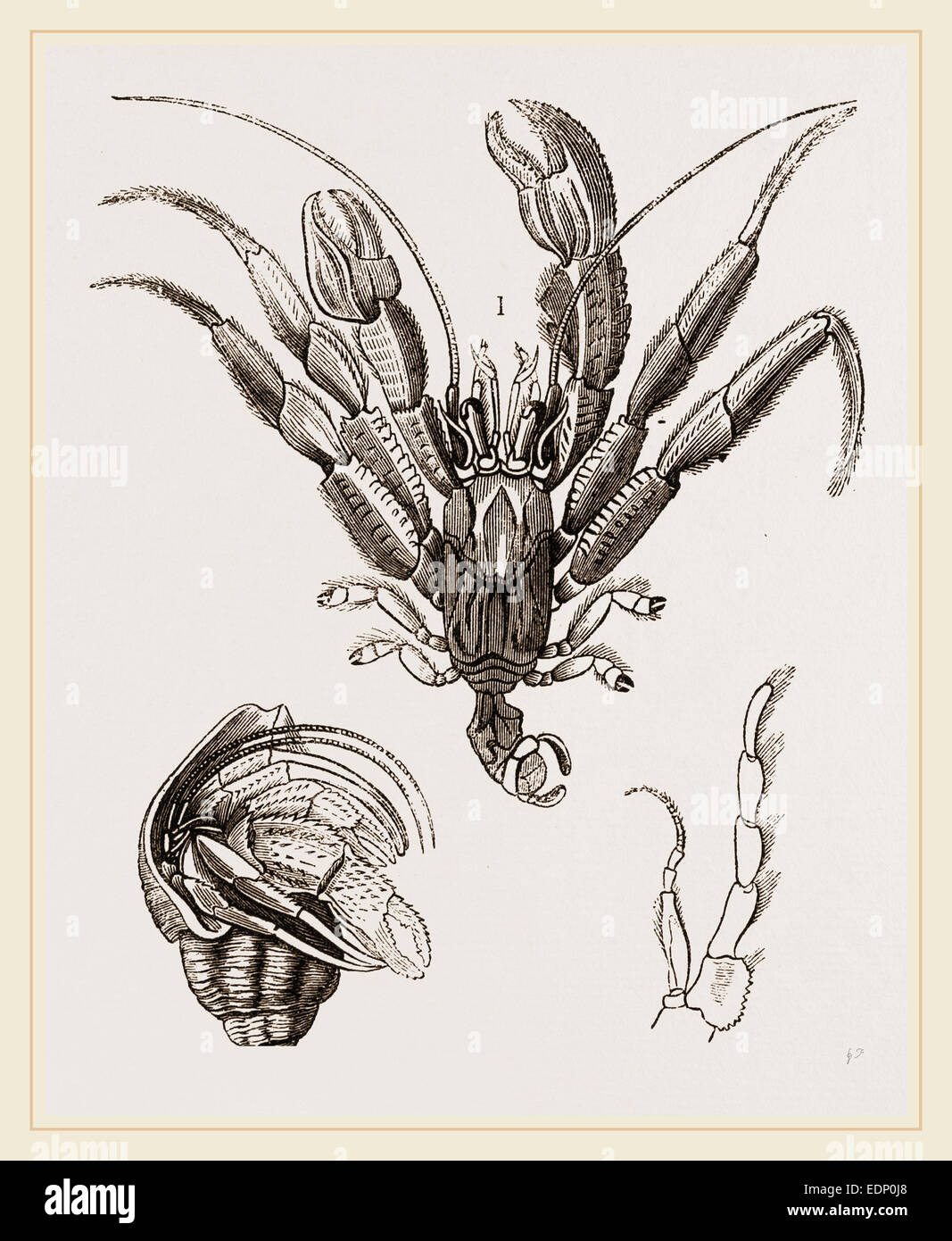 Pagurus hi-res stock photography and images - Alamy