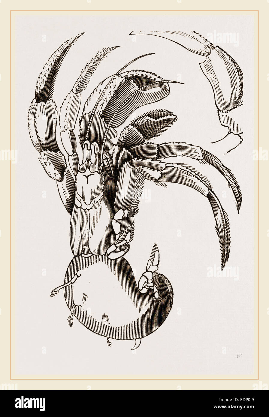 Pagurus hi-res stock photography and images - Alamy