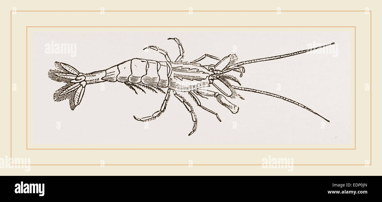 Egeon hi-res stock photography and images - Alamy