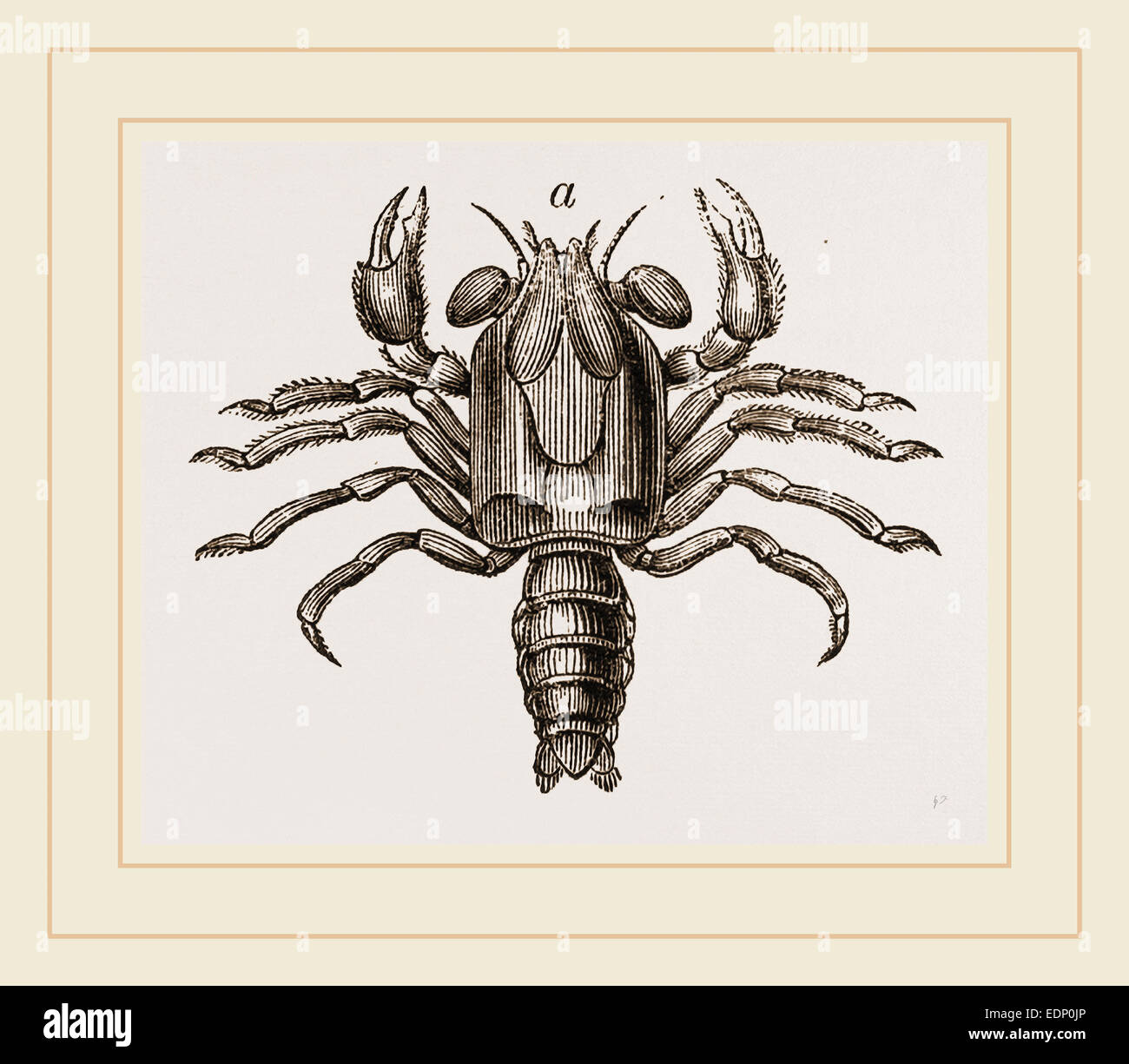 Megalopa hi-res stock photography and images - Alamy