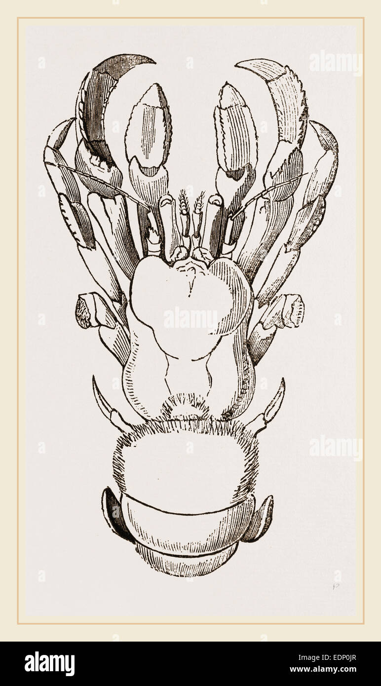 Cancellus hi-res stock photography and images - Alamy