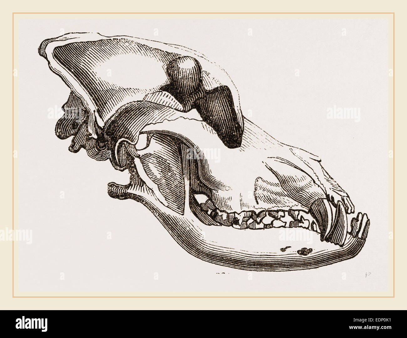 Skull of a Mastiff dog Stock Photo - Alamy