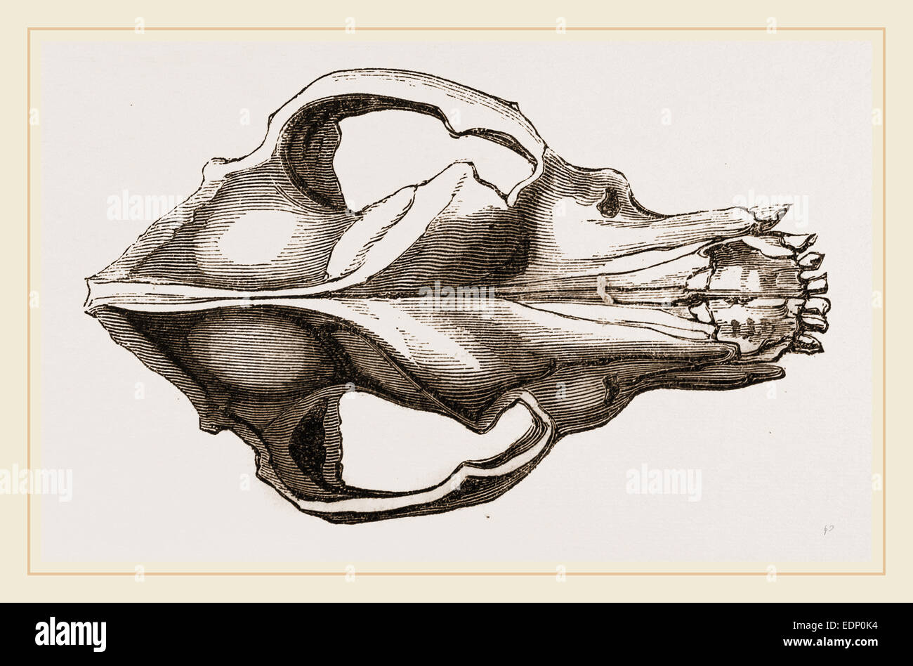 Skull of a Mastiff dog Stock Photo - Alamy