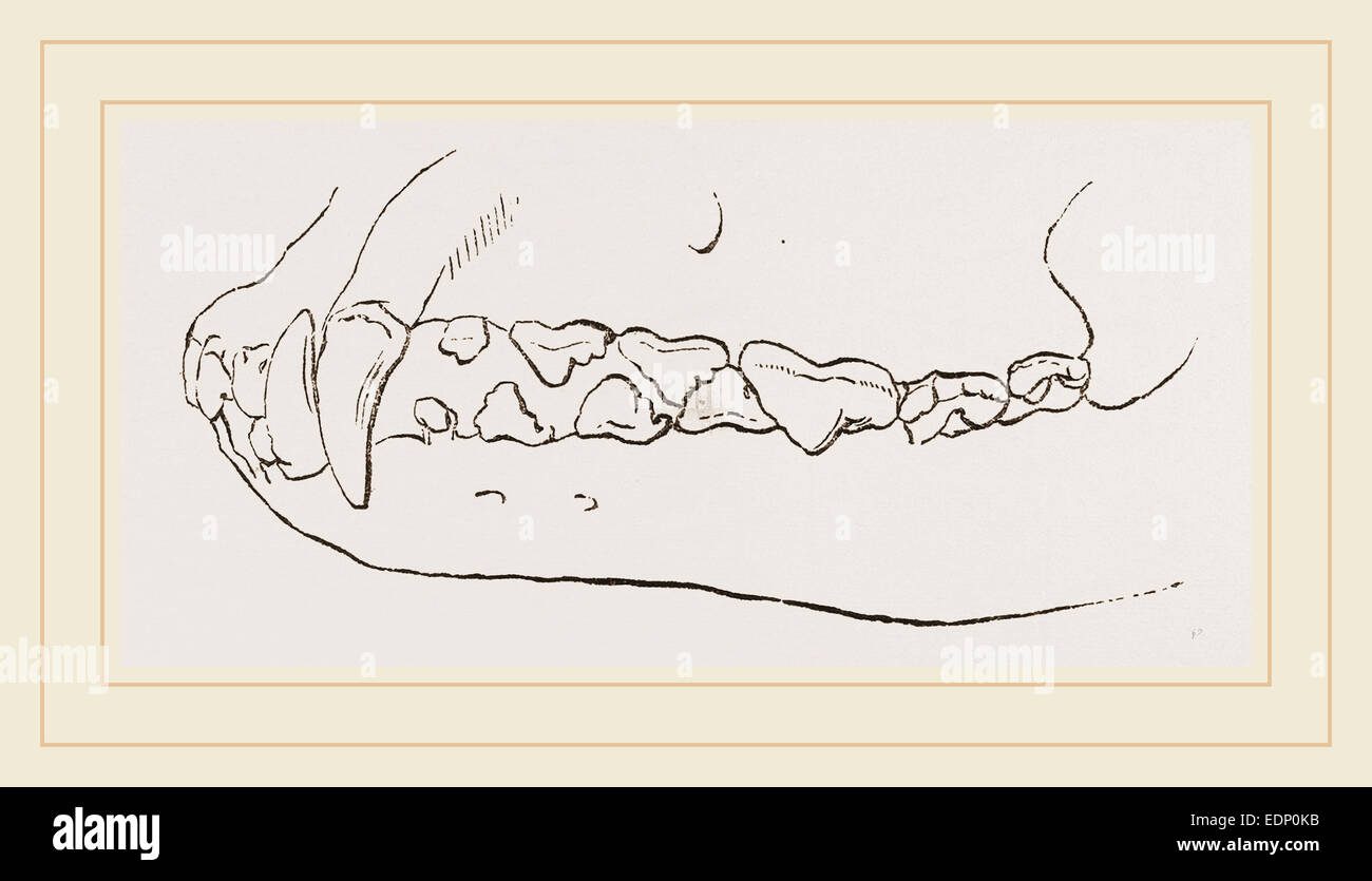 Dog biology hi-res stock photography and images - Alamy