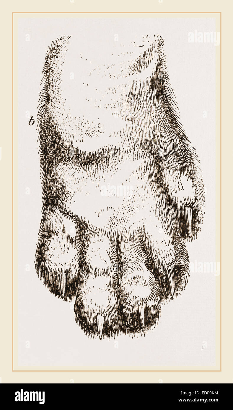 Feeth of Panda Stock Photo - Alamy