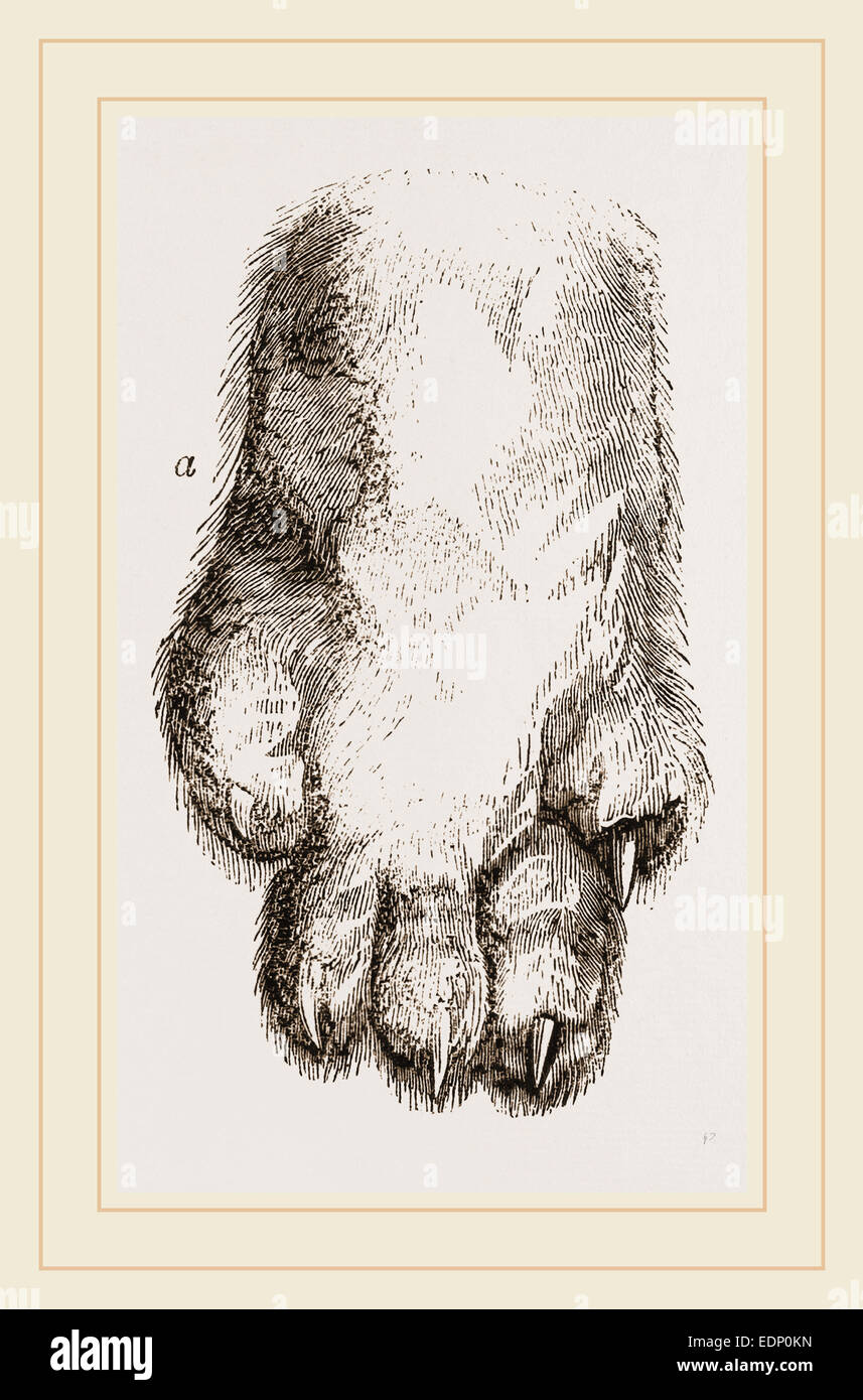 Feeth hi-res stock photography and images - Alamy