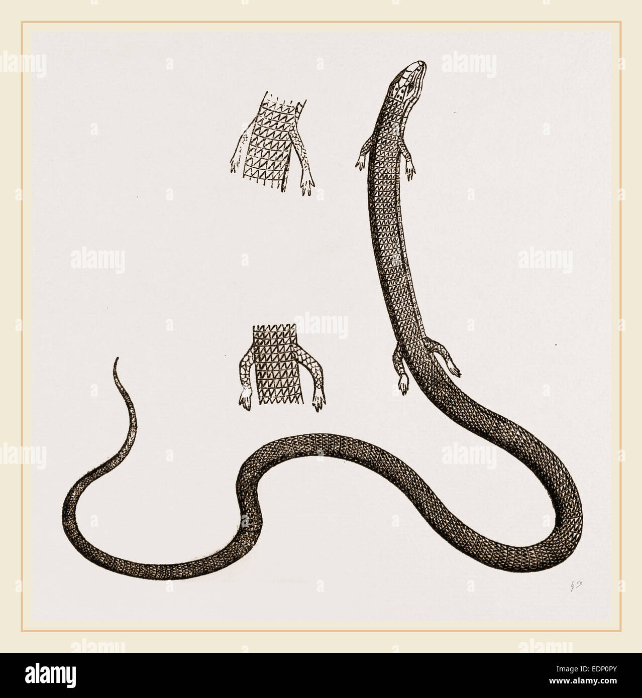 Four-toed Snake Lizard Stock Photo - Alamy