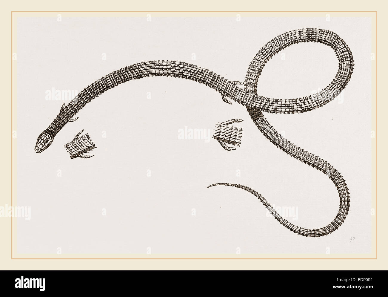 Anguine lizard hi-res stock photography and images - Alamy