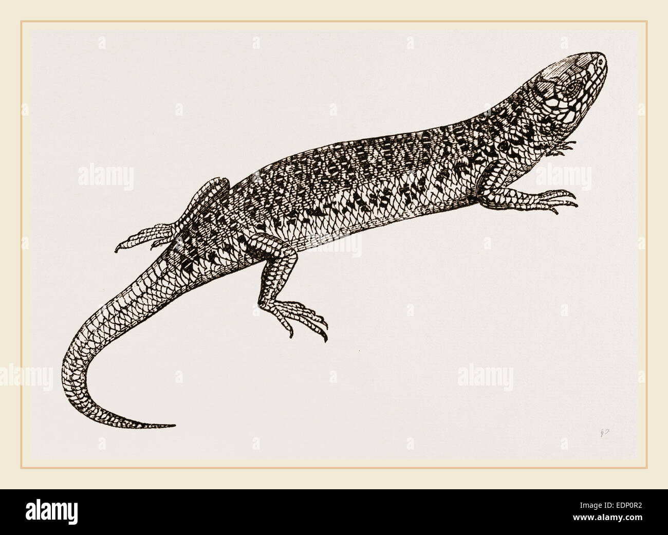 Mabouya hi-res stock photography and images - Alamy