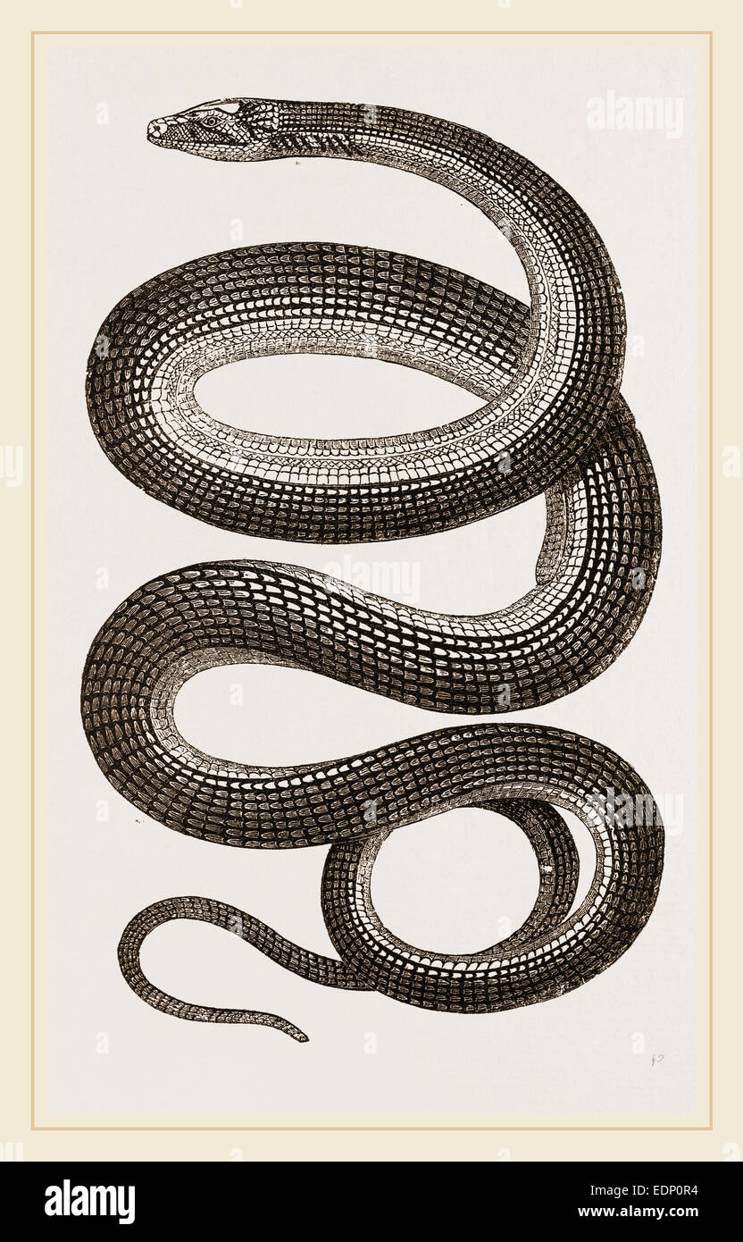 Glass snake hi-res stock photography and images - Alamy