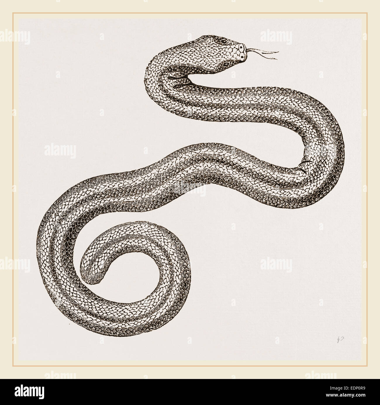 Amphisbaena hi-res stock photography and images - Alamy