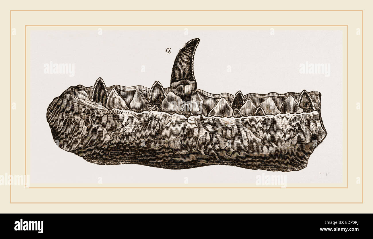 Portion of Lower Jaw Megalosaurus Stock Photo - Alamy