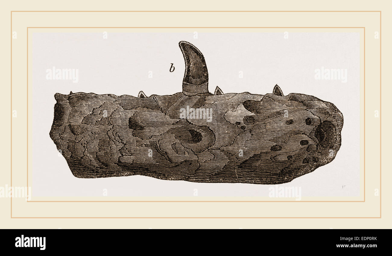 Portion of Lower Jaw Megalosaurus Stock Photo - Alamy