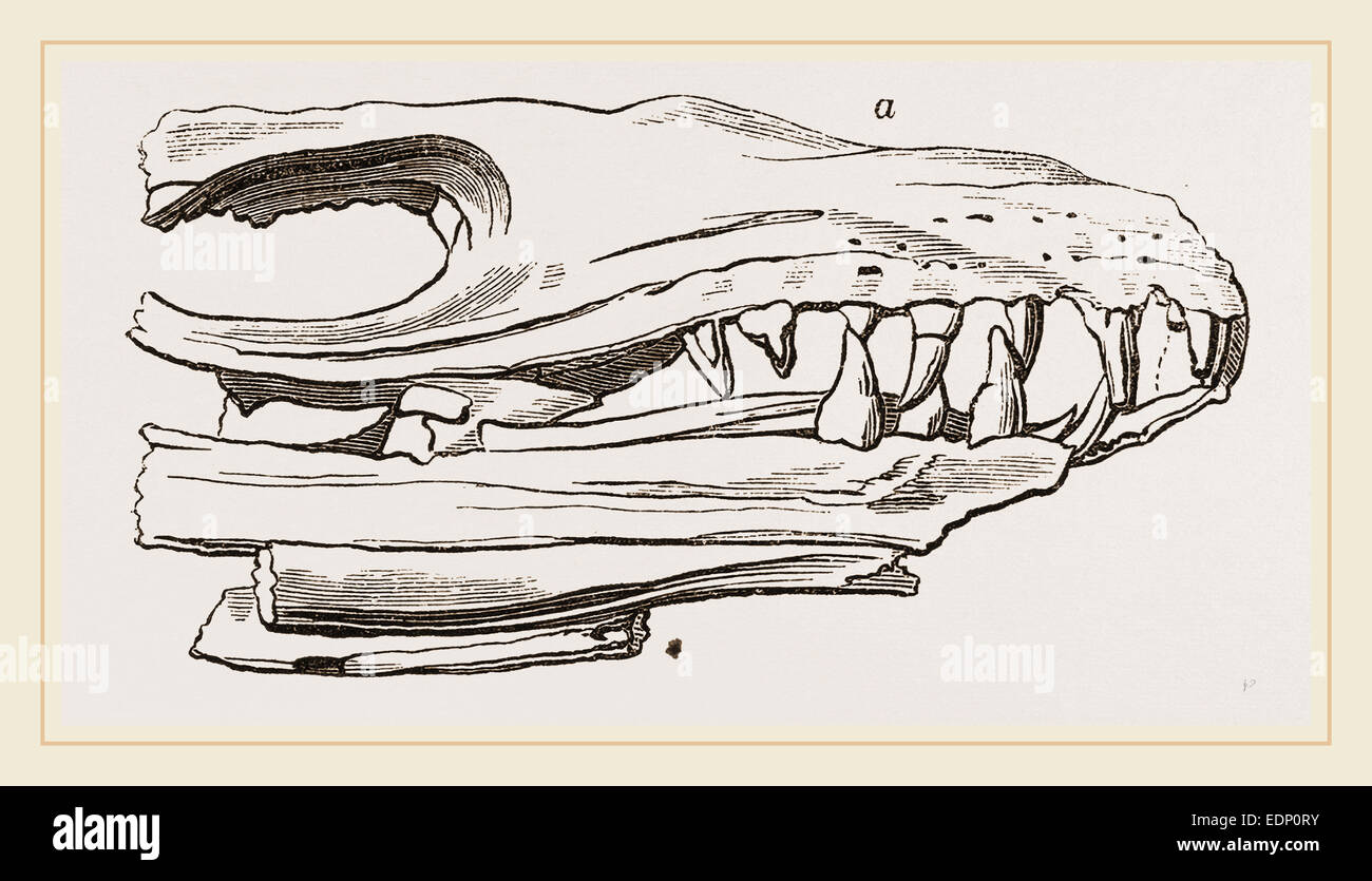Sommerings geosaurus hi-res stock photography and images - Alamy