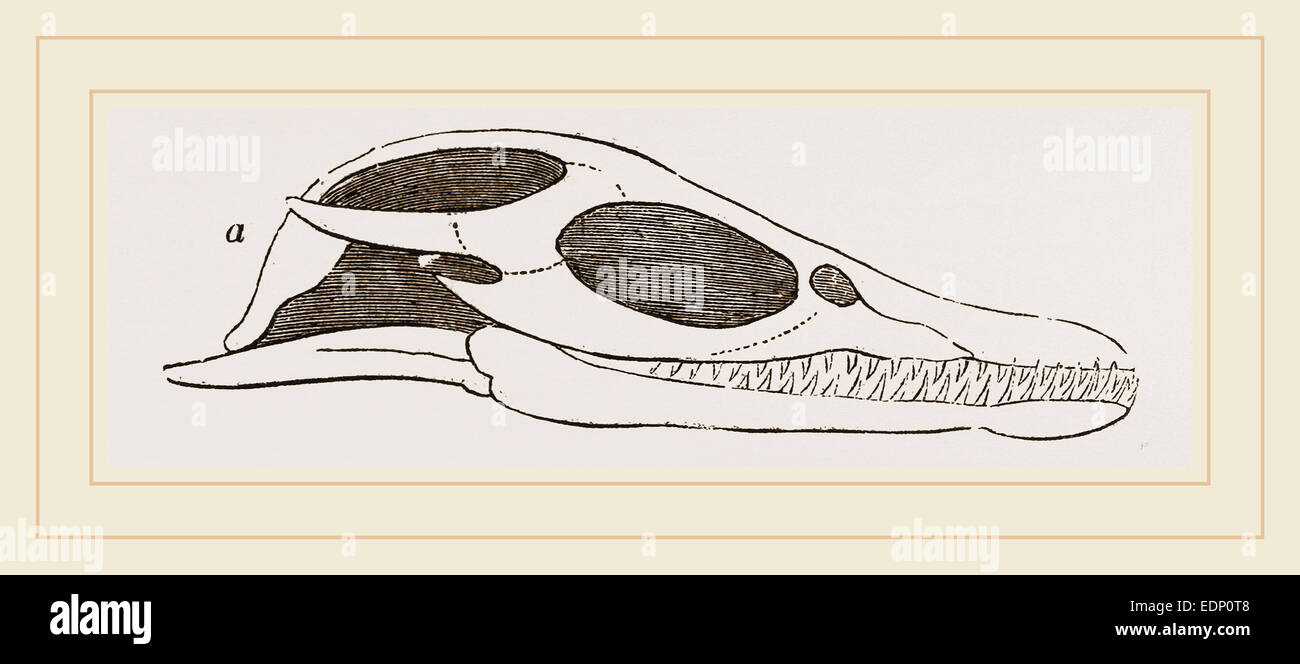 Plesiosaurus hi-res stock photography and images - Alamy