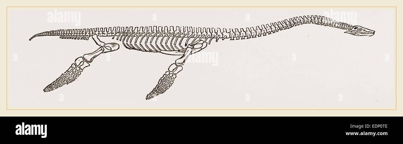 Plesiosaurus hi-res stock photography and images - Alamy