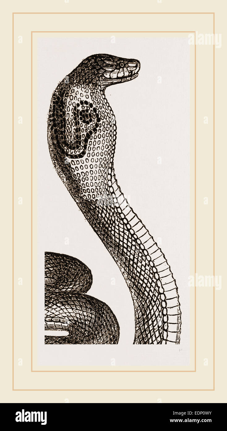 Naja hi-res stock photography and images - Alamy