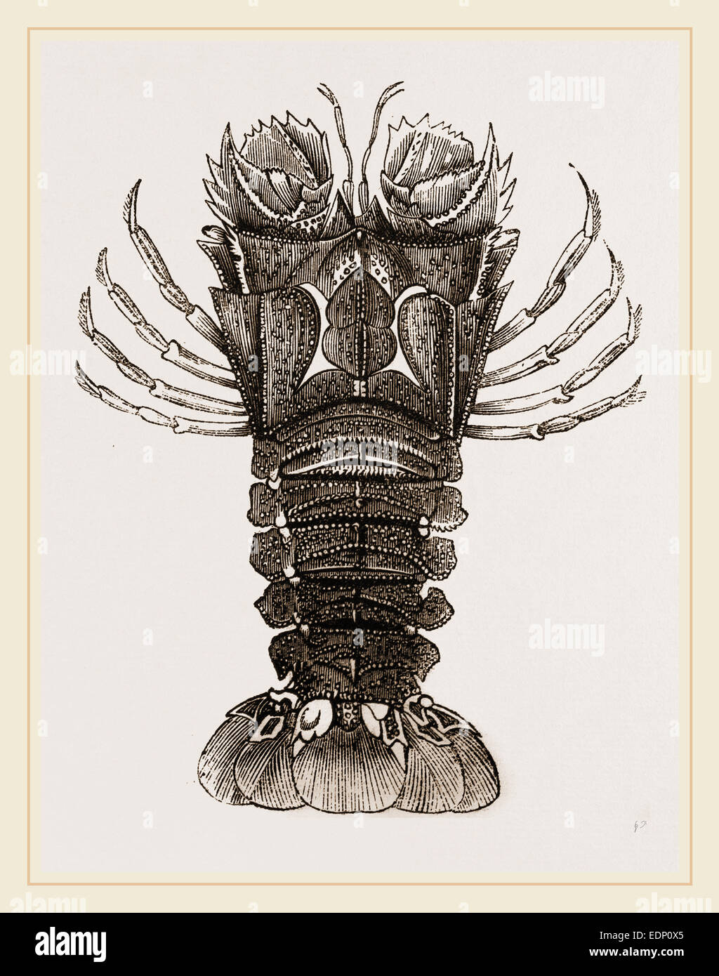 Thenus orientalis hi-res stock photography and images - Alamy