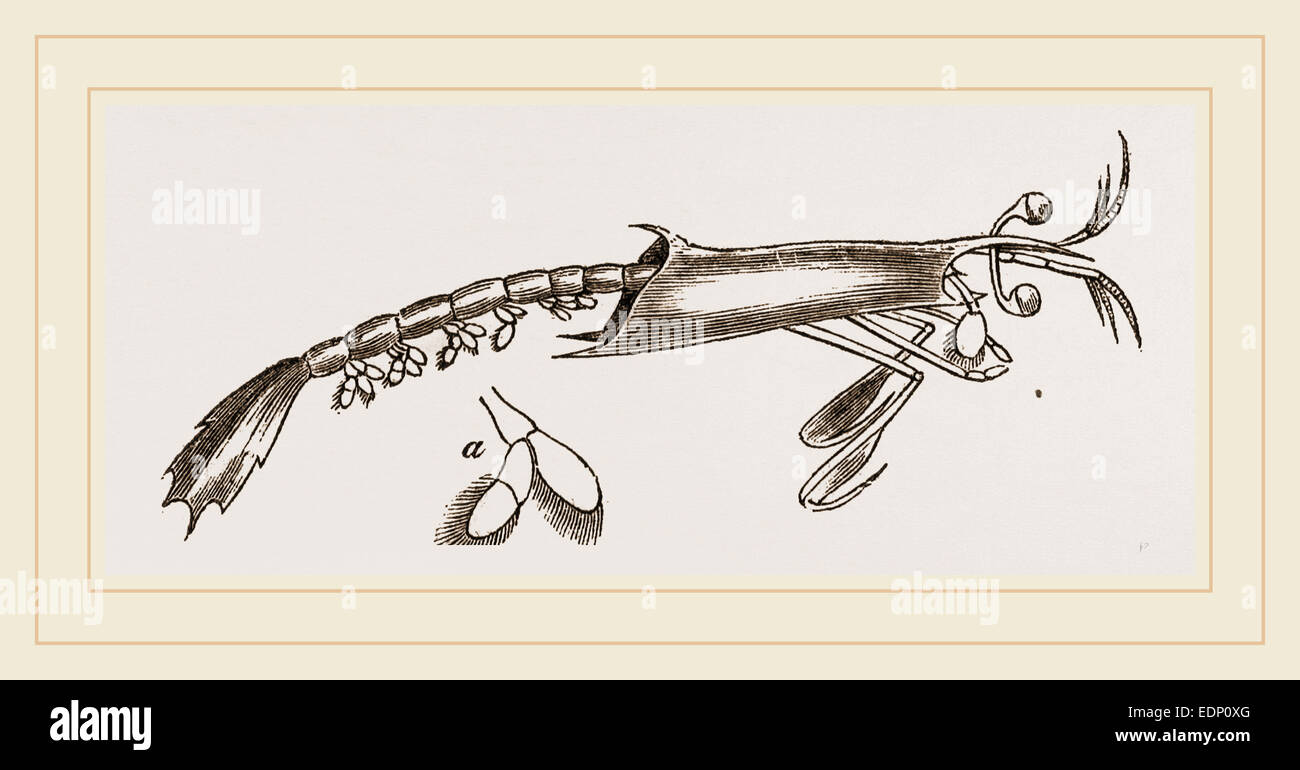 Alima hi-res stock photography and images - Alamy