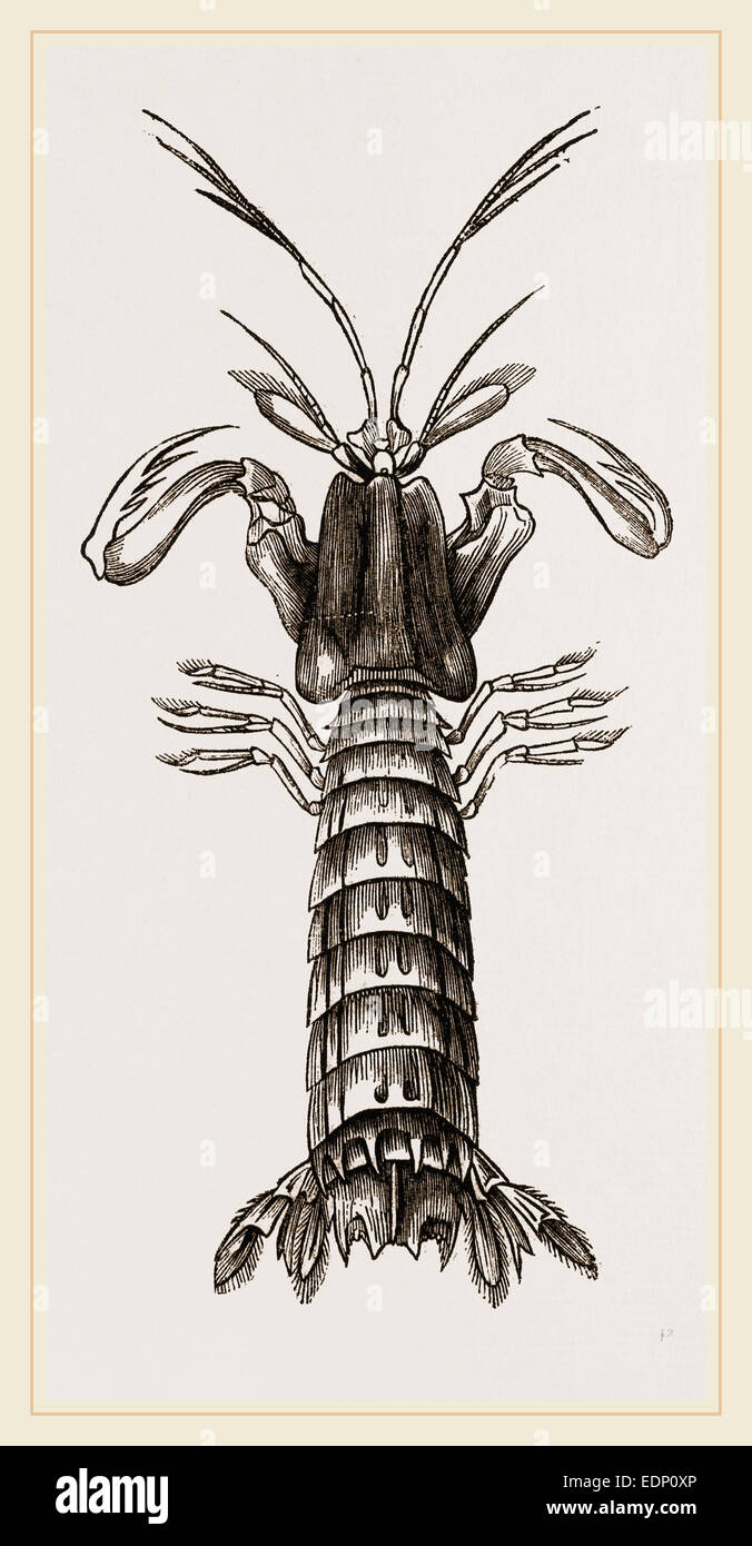 Squilla mantis hi-res stock photography and images - Alamy