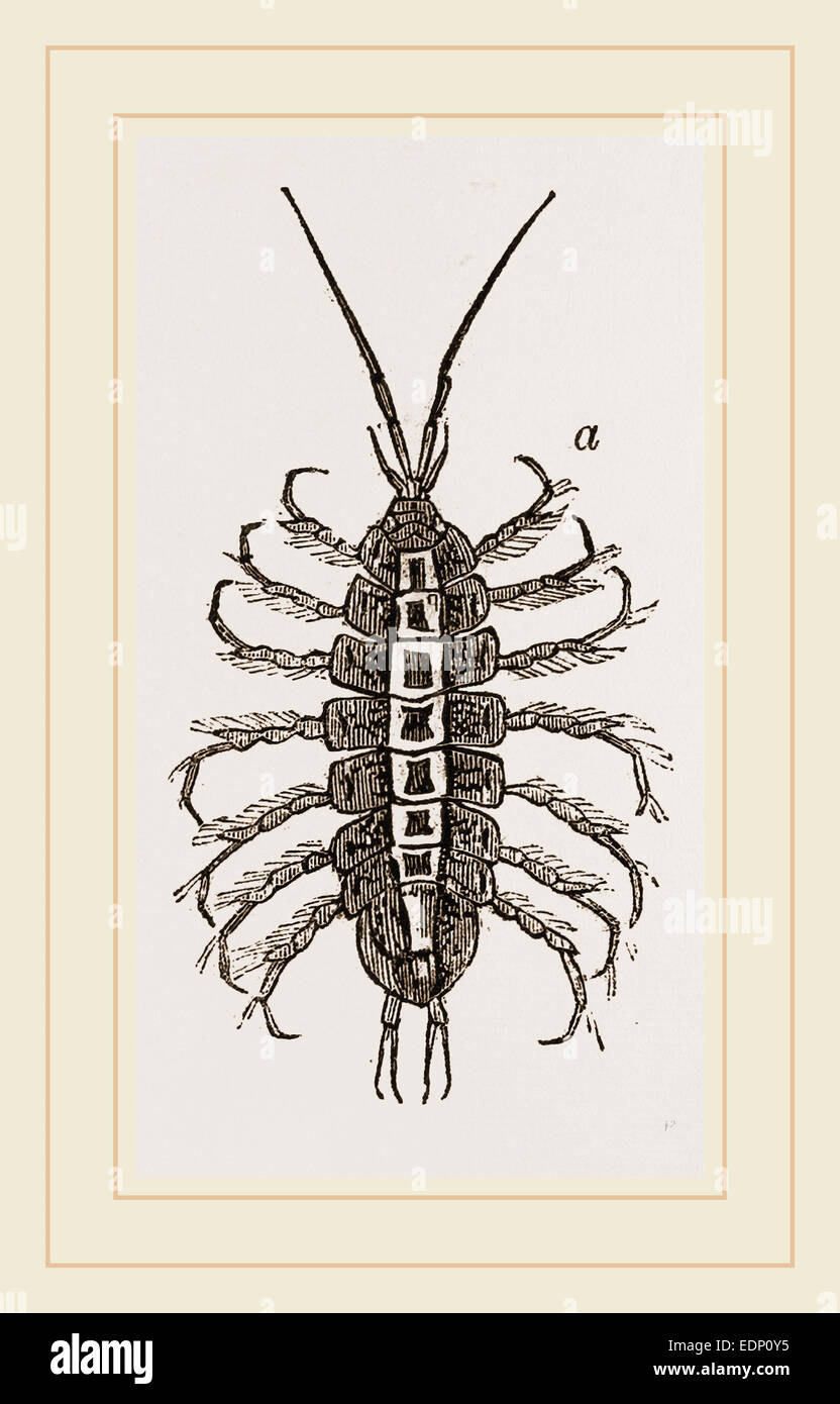 Asellus aquaticus. Asellus aquaticus' is a freshwater crustacean ...