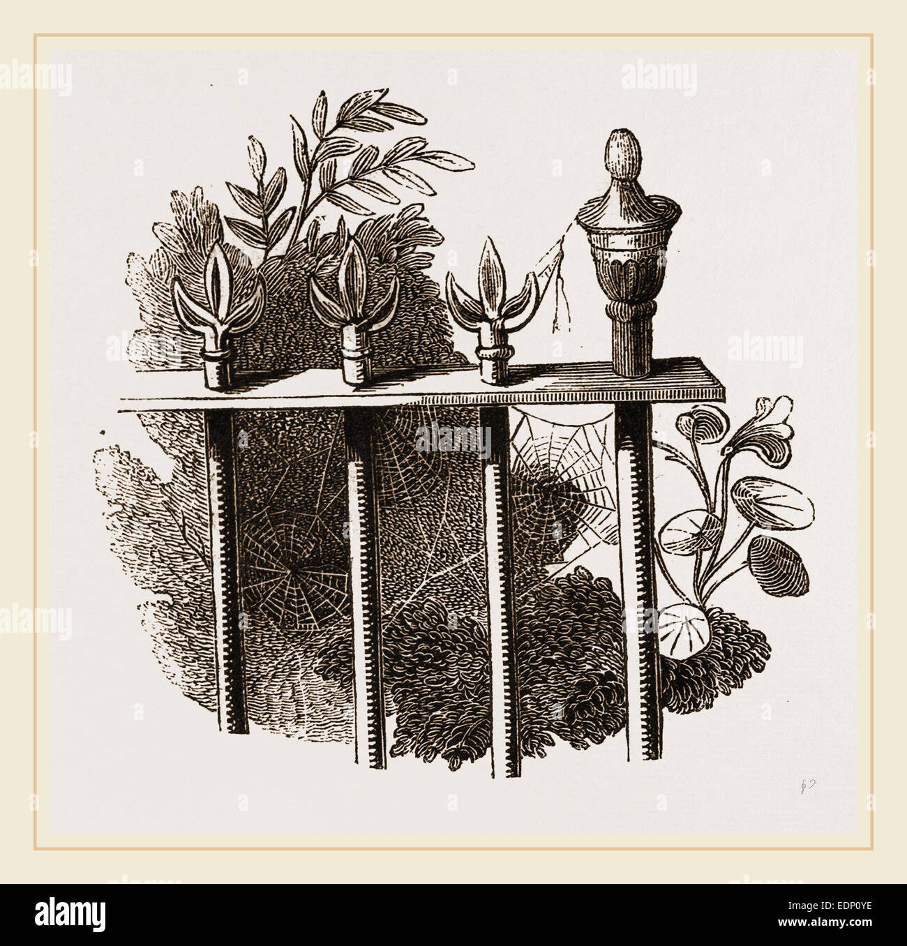 Web of Geometric Spider Stock Photo - Alamy