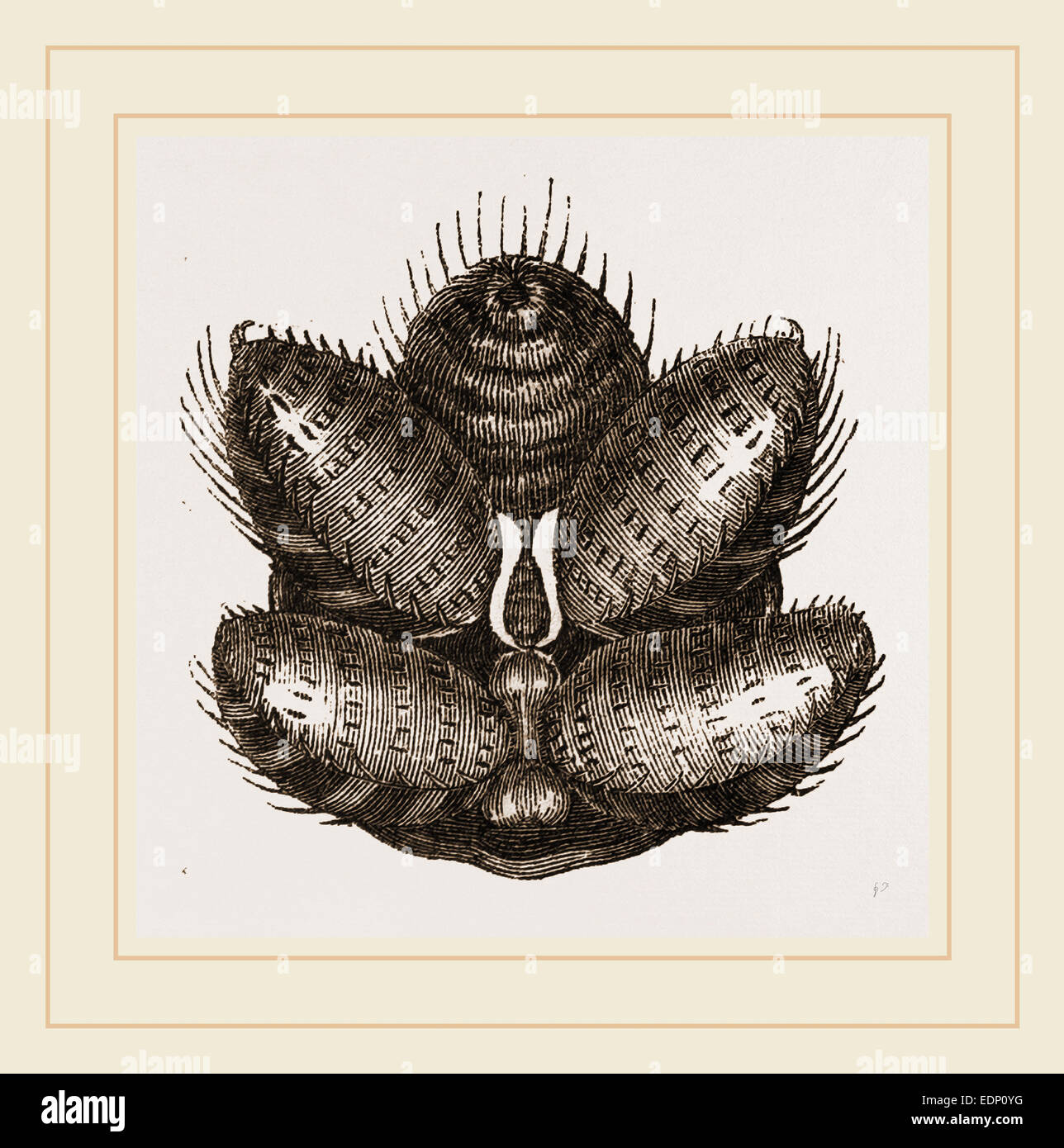 Spinnerets of Spider Stock Photo - Alamy