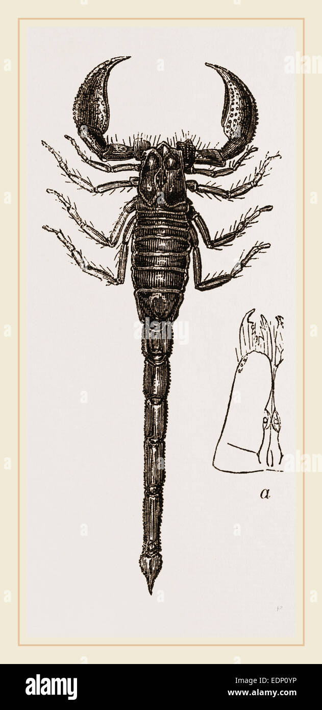 African scorpion hi-res stock photography and images - Alamy