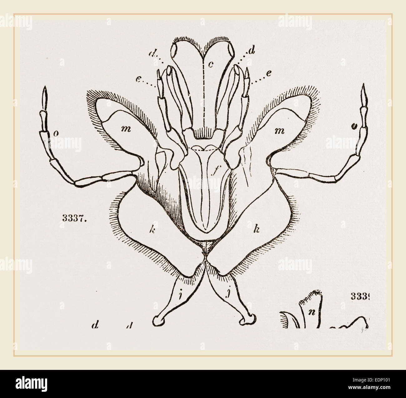 Parts of Mouth various Insects Stock Photo - Alamy