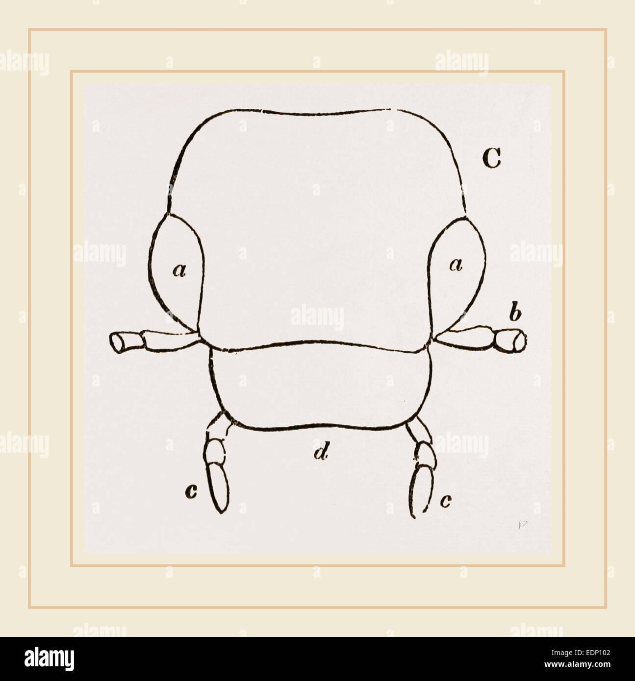 Parts of Head Beetle Stock Photo - Alamy