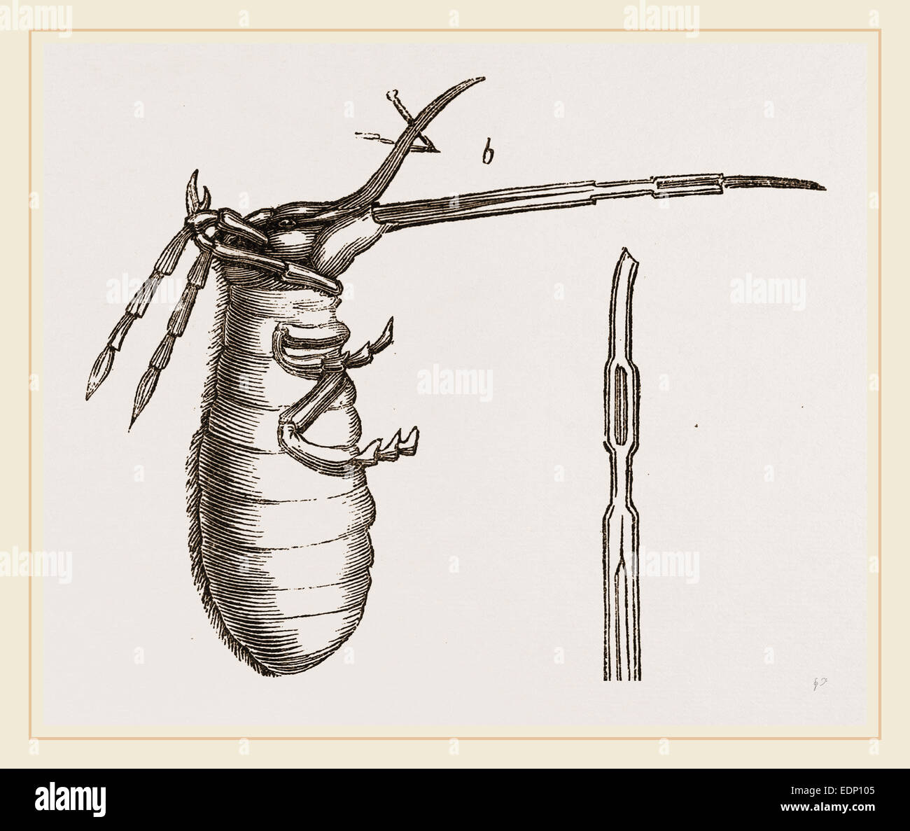 Aphis hi-res stock photography and images - Alamy