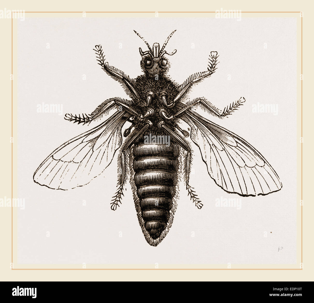 Under Surface of Two-winged Insect Stock Photo - Alamy